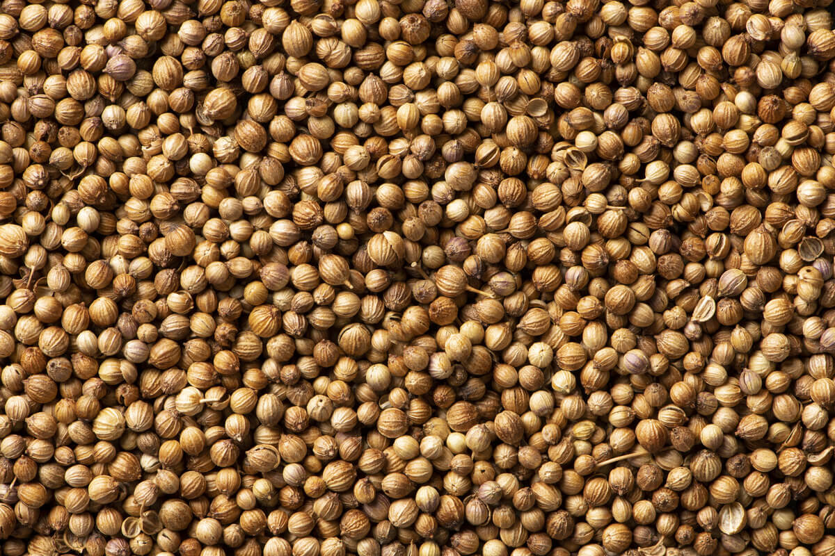 Coriander Seeds - Pruthvi Industries
